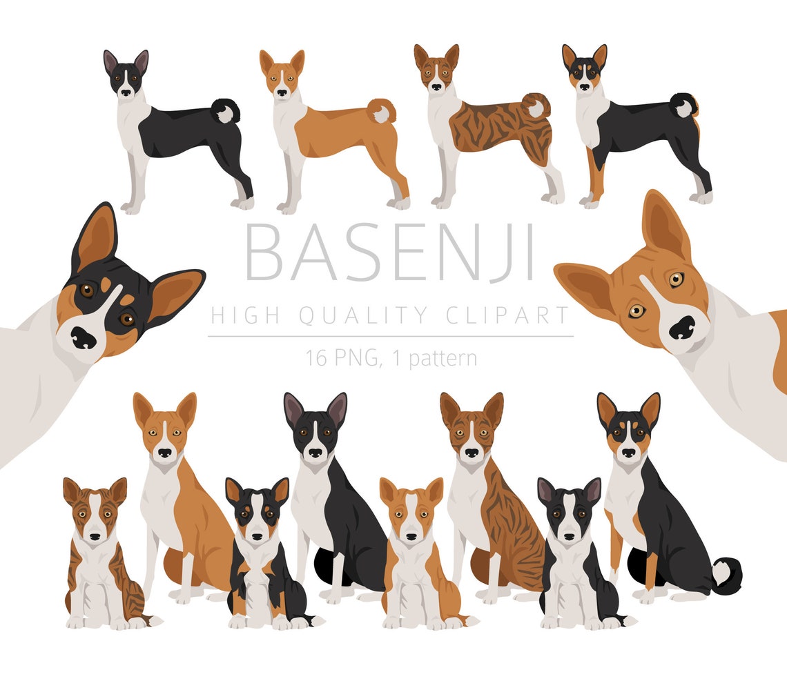 Basenji Dog Clipart Bundle, Basenji Puppy Clipart, High Quality PNG ...
