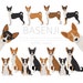Basenji Dog Clipart Bundle, Basenji Puppy Clipart, High Quality PNG ...