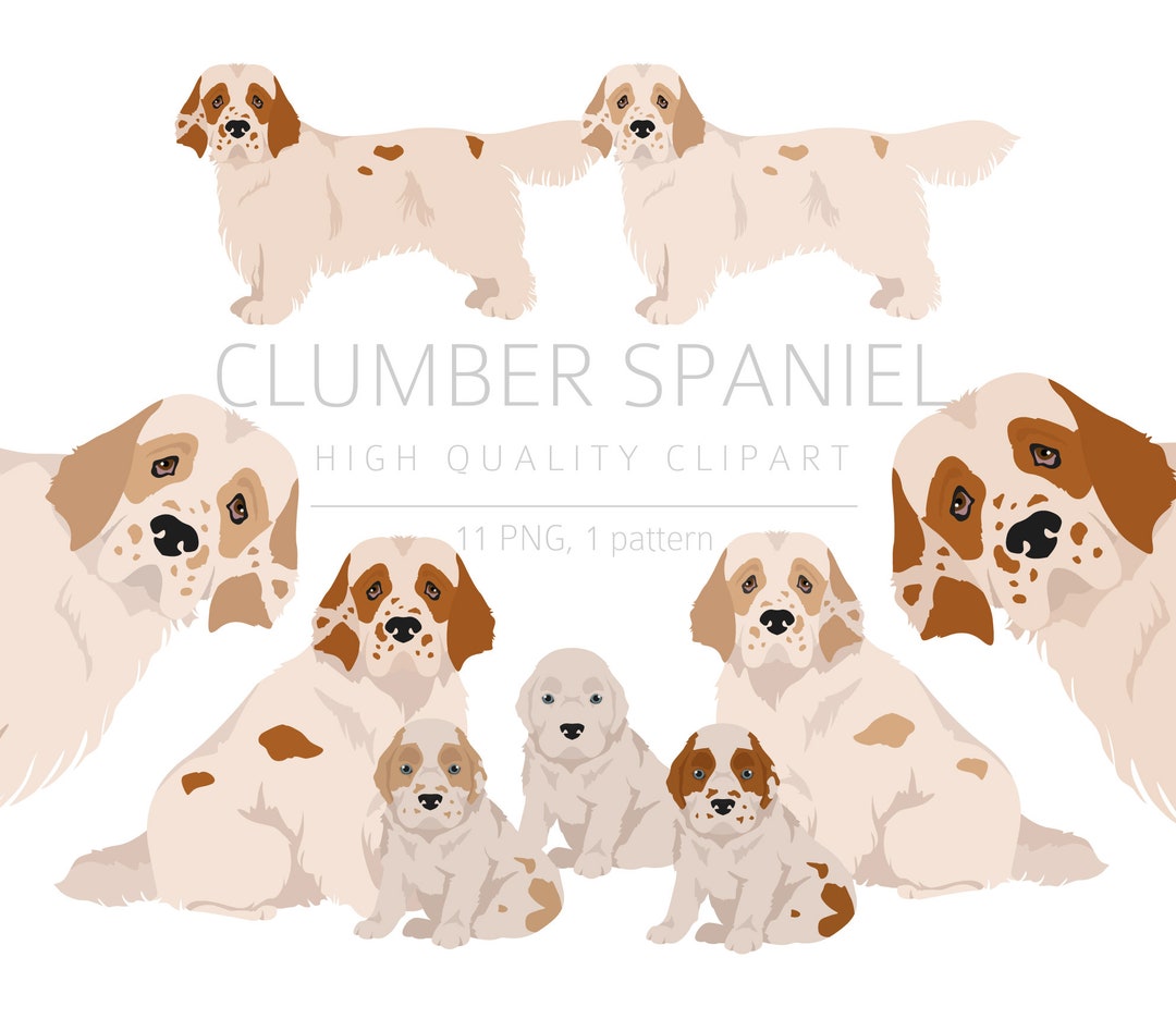 Clumber Spaniel Clipart Bundle, Clumber Spaniel Puppy, Dog High Quality ...
