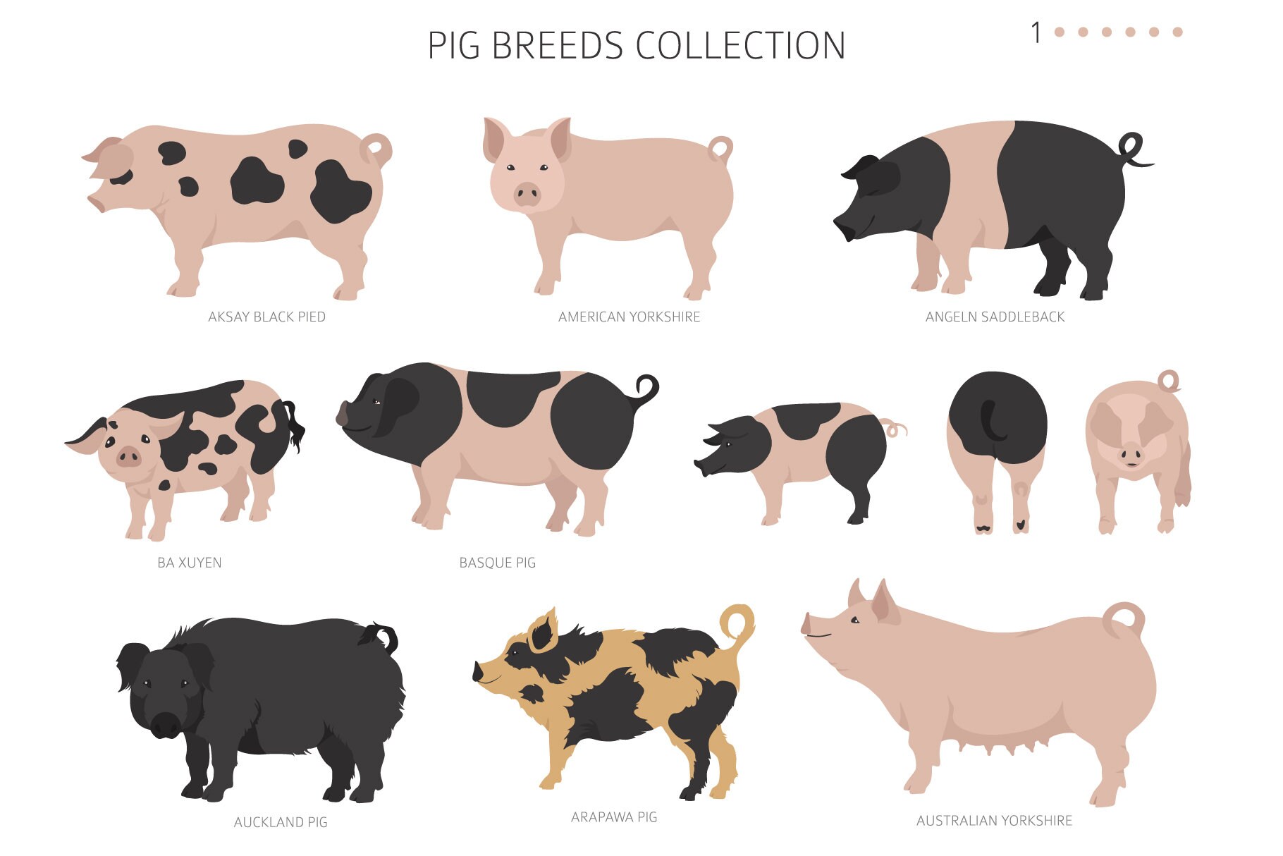 Pig Breed Clipart Bundle, Farm Animals Clipart, Hog Piglet High Quality ...