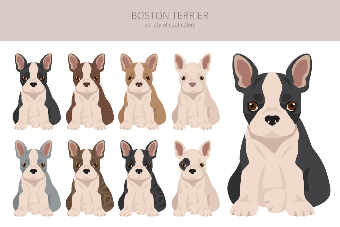 Boston Terrier Clipart Bundle, Boston Terrier Puppy Clipart, Dog High ...