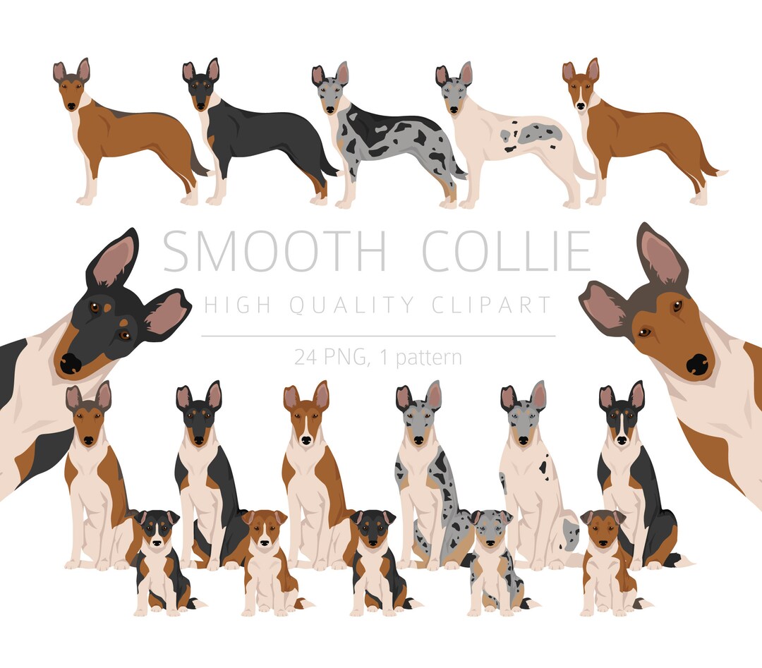 Smooth Collie Clipart Bundle, Collie Puppy Clipart, High Quality PNG ...
