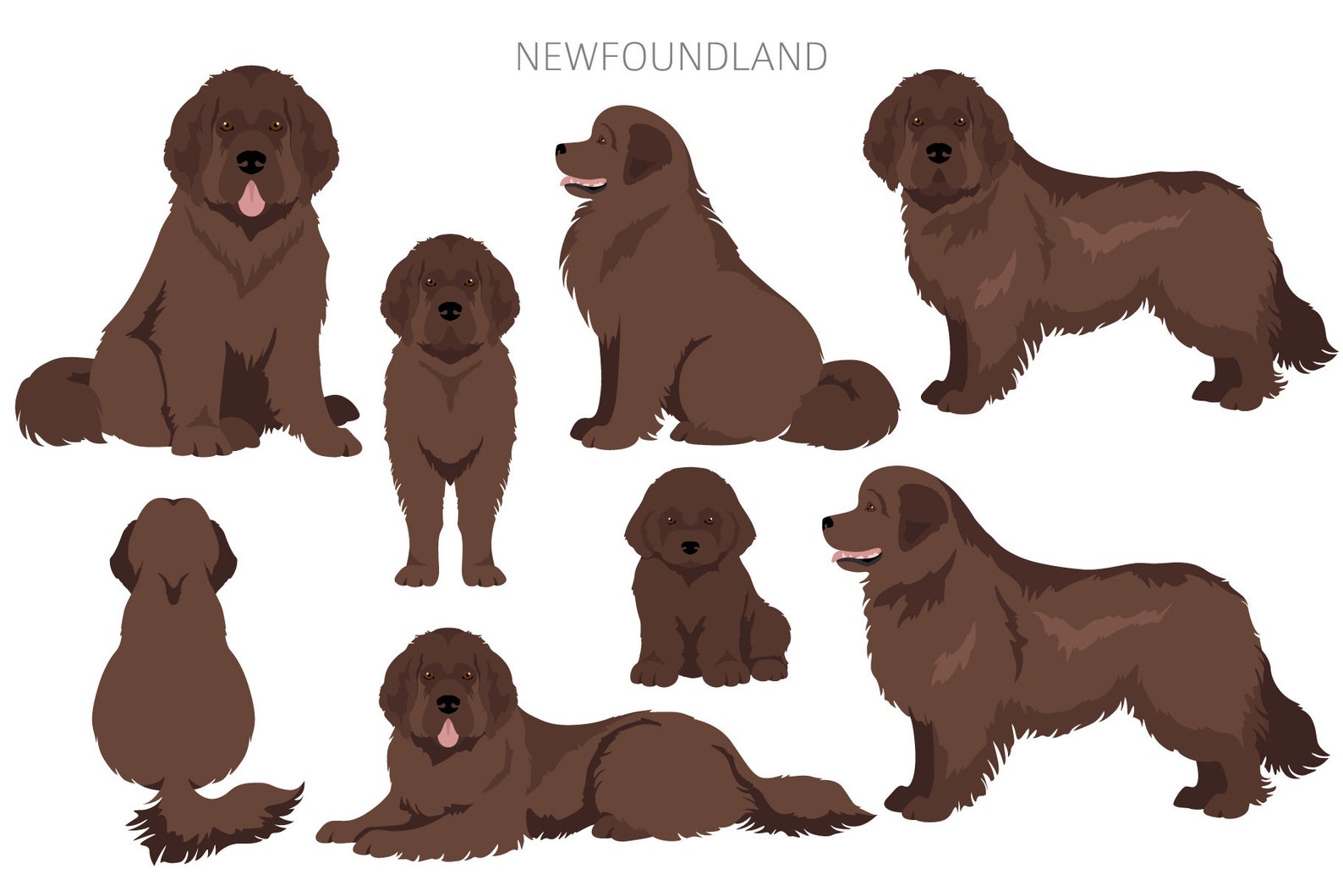 Newfoundland Clipart Bundle, Newfoundland Puppy Clipart, High Quality ...