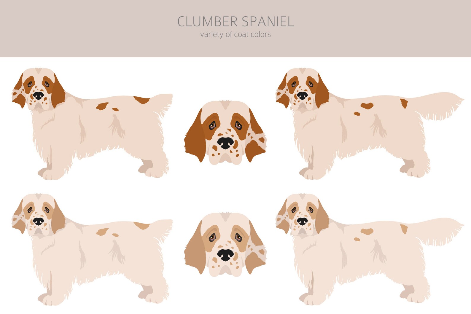 Clumber Spaniel Clipart Bundle, Clumber Spaniel Puppy, Dog High Quality ...
