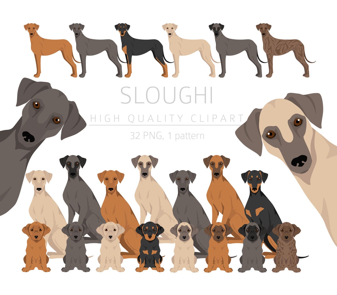 Sloughi Clipart Bundle, Berber Greyhound Terrier Puppy, Dog High ...
