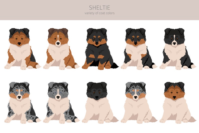 Shetland Sheepdog Dog Clipart Bundle, Sheltie Puppy Clipart, Dog High ...