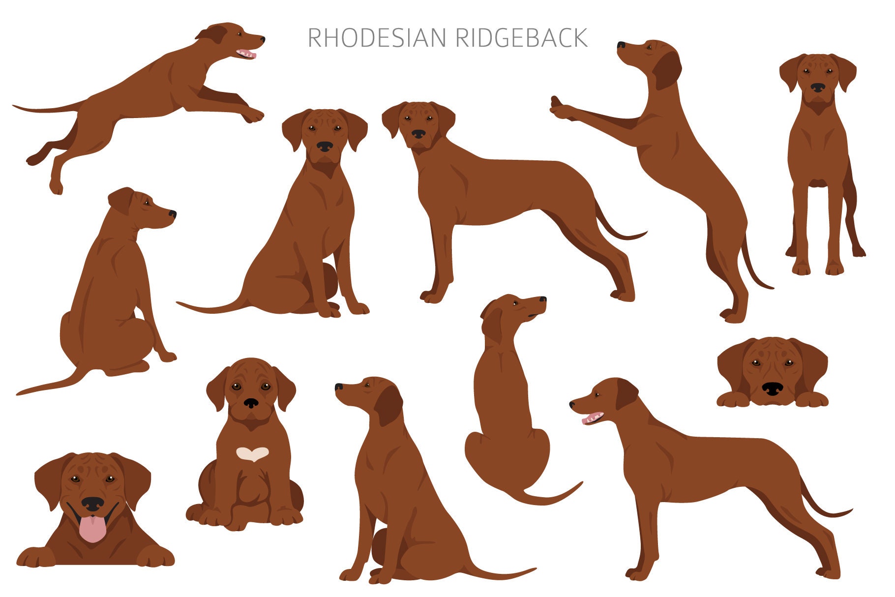 Rhodesian Ridgeback Clipart Bundle, Puppy Clipart, High Quality PNG ...