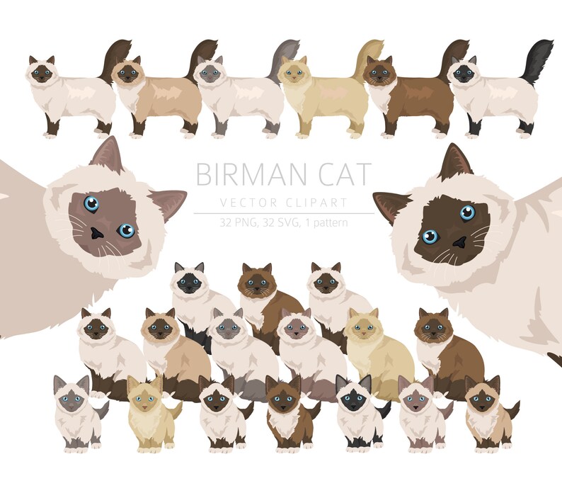 Birman Cat Clipart for Commercial Use, Siamese Burma Cat Custom Coat ...