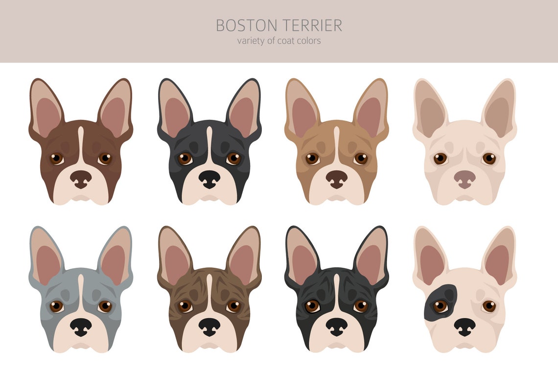 Boston Terrier Clipart Bundle, Boston Terrier Puppy Clipart, Dog High ...
