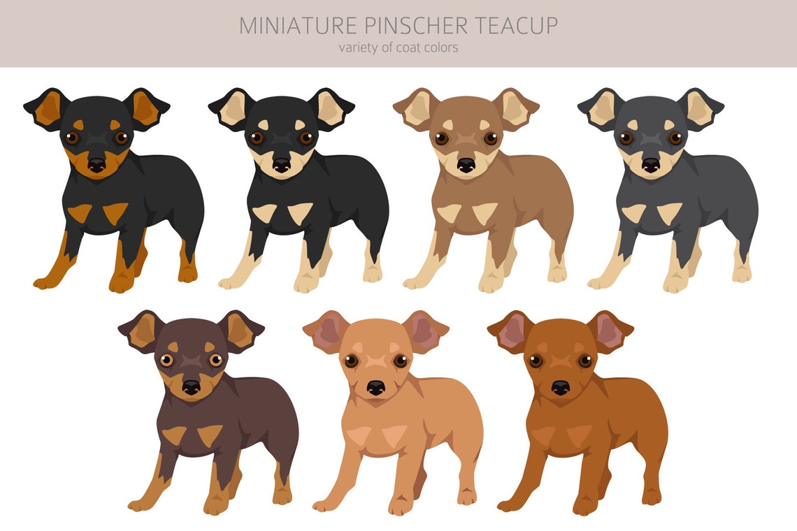 Teacup Miniature Pinscher Clipart Bundle, Puppy Clipart, High Quality ...