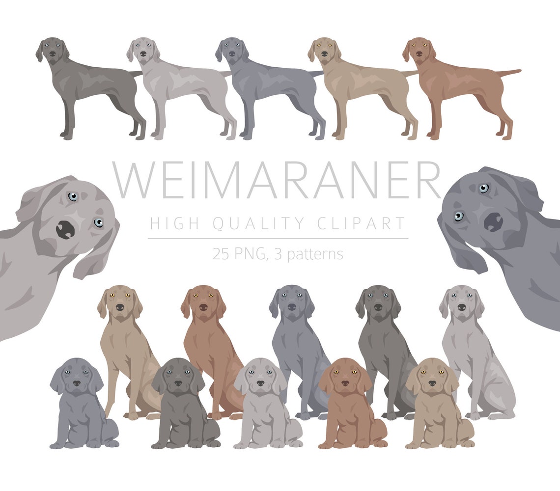 Weimaraner Clipart Bundle, Weimaraner Puppy Clipart, High Quality PNG ...