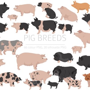 Pig Breed Clipart Bundle, Farm Animals Clipart, Hog Piglet High Quality ...