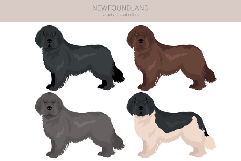 Newfoundland Clipart Bundle, Newfoundland Puppy Clipart, High Quality ...