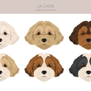 Lhasa Apso Bichon Frise Mix Clipart Bundle, La-chon Puppies Clipart ...