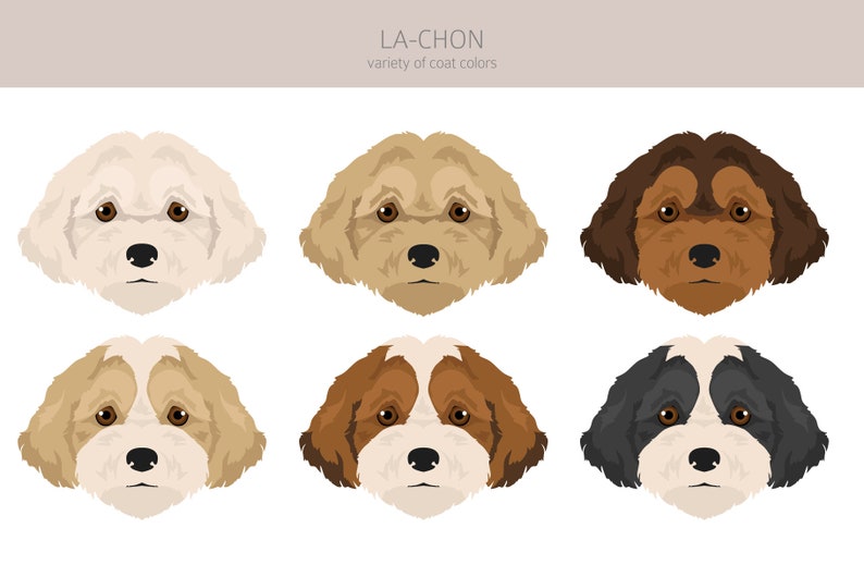 Lhasa Apso Bichon Frise Mix Clipart Bundle, La-chon Puppies Clipart ...