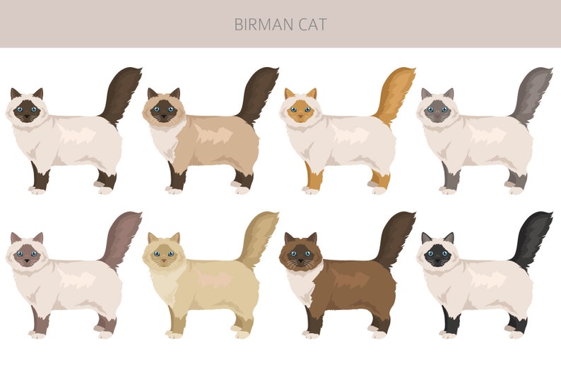 Birman Cat Clipart for Commercial Use, Siamese Burma Cat Custom Coat ...