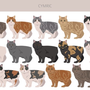 Cymric Cat Clipart for Commercial Use, Cymric Cat Custom Coat Color PNG ...