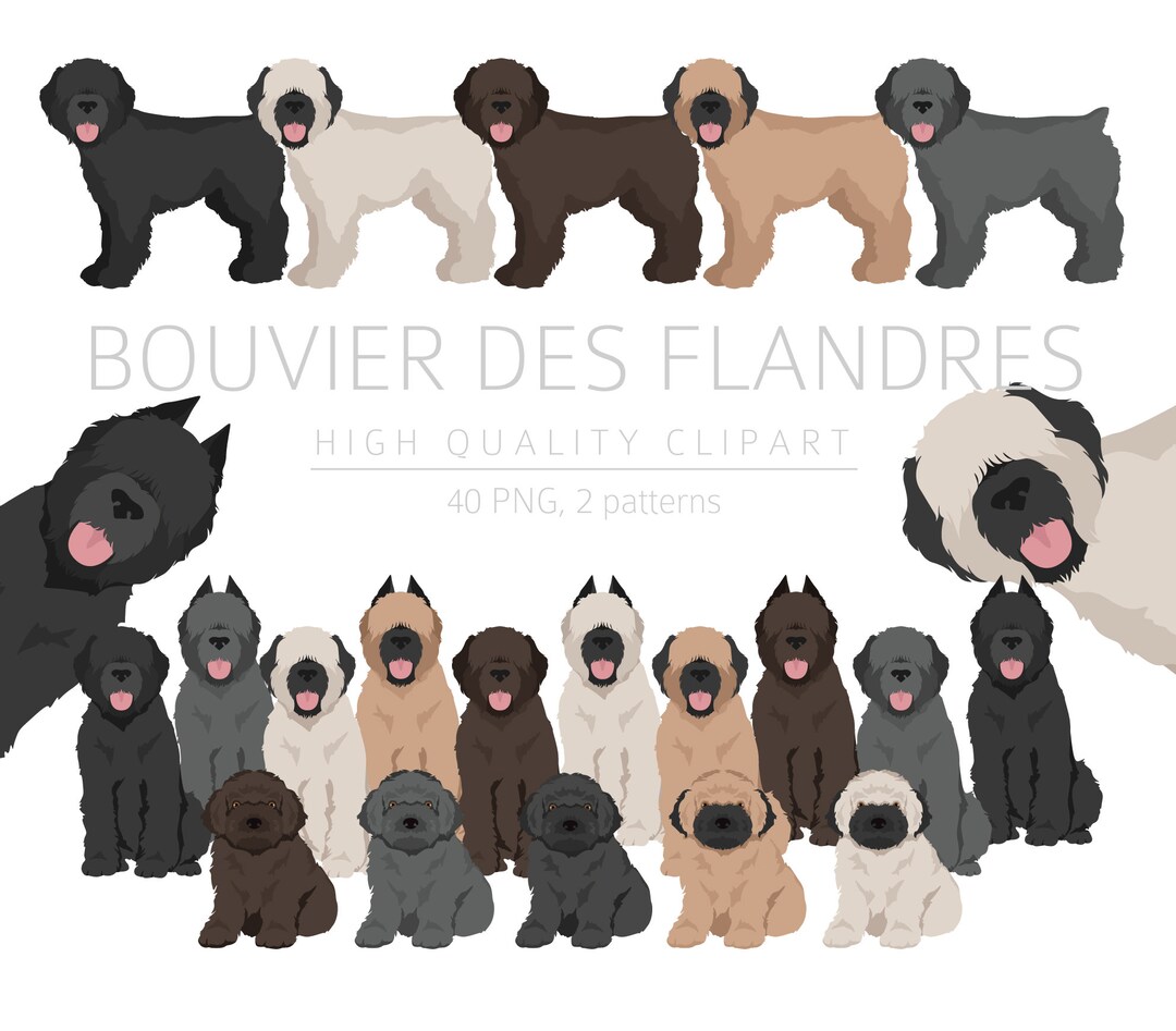 Bouvier Des Flandres Clipart Bundle, Bouvier Puppy Clipart, High ...