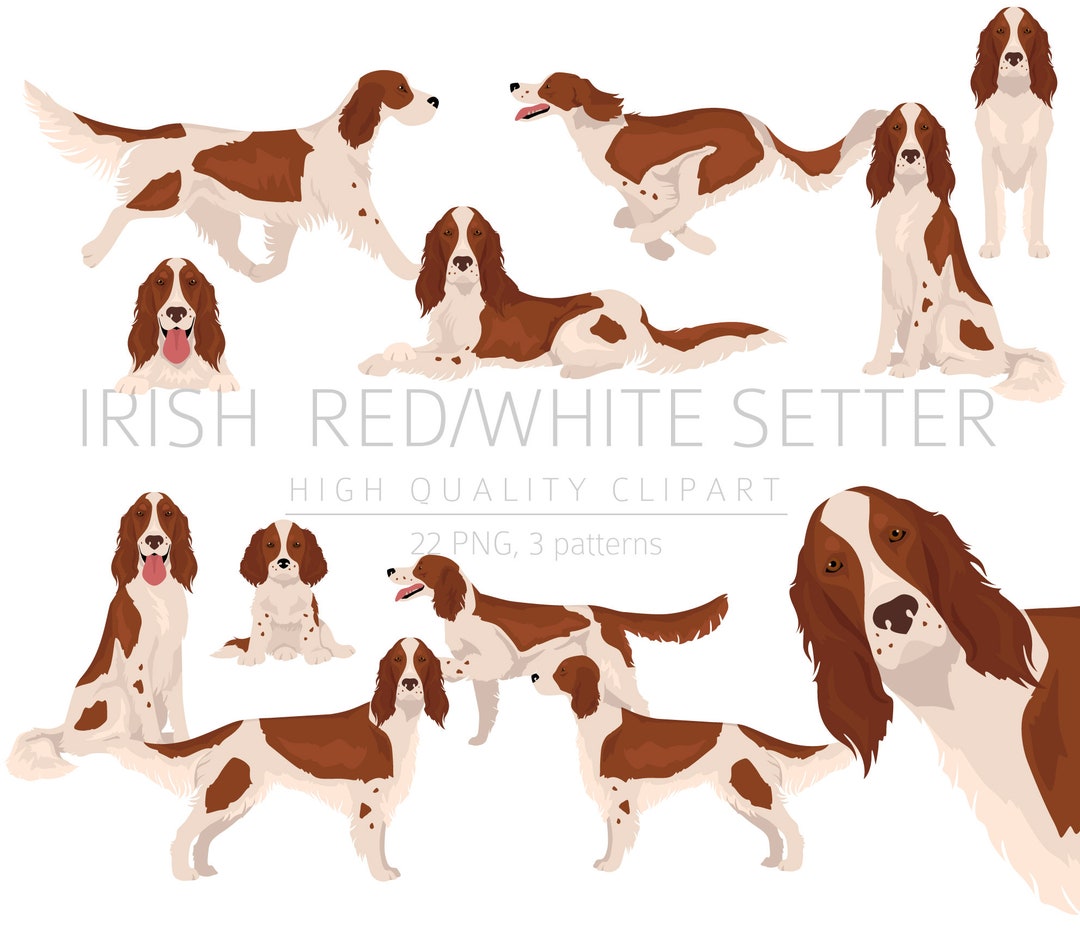 Irish Red and White Setter Clipart Bundle, Irish Setter Puppy Clipart ...