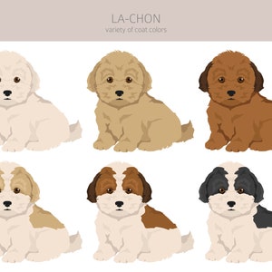 Lhasa Apso Bichon Frise Mix Clipart Bundle, La-chon Puppies Clipart ...
