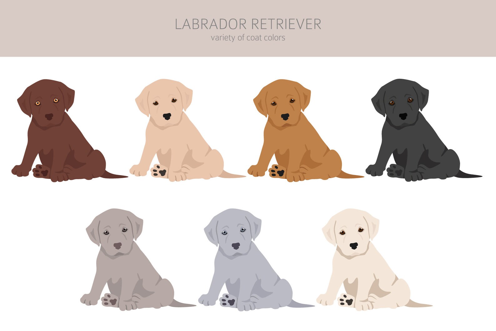 Labrador Retriever Clipart Bundle, Labrador Clipart, Dogs High Quality ...