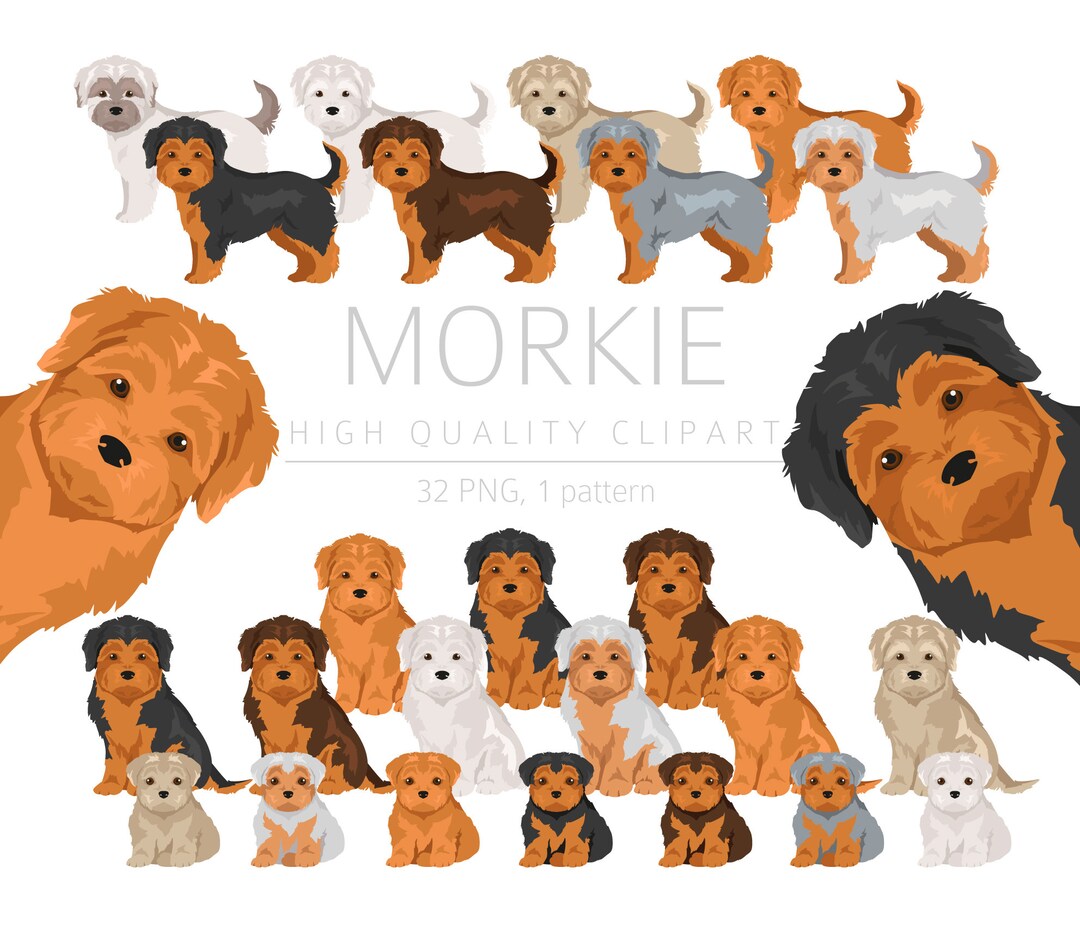 Maltese Yorkshire Terrier Mix Clipart Bundle, Morkie Puppies Clipart ...