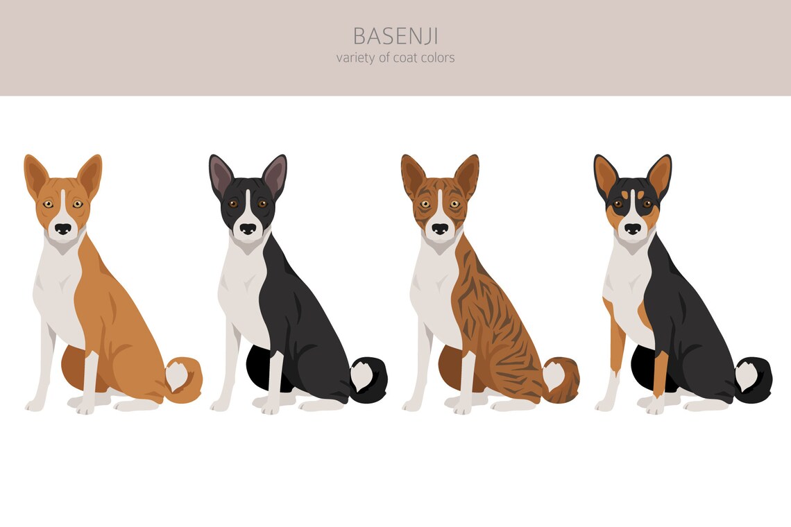 Basenji Dog Clipart Bundle, Basenji Puppy Clipart, High Quality PNG ...
