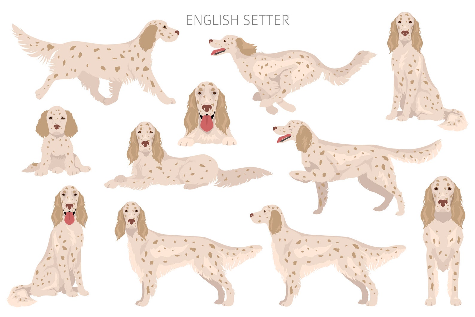 English Setter Clipart Bundle, Setter Puppy Clipart, High Quality PNG ...