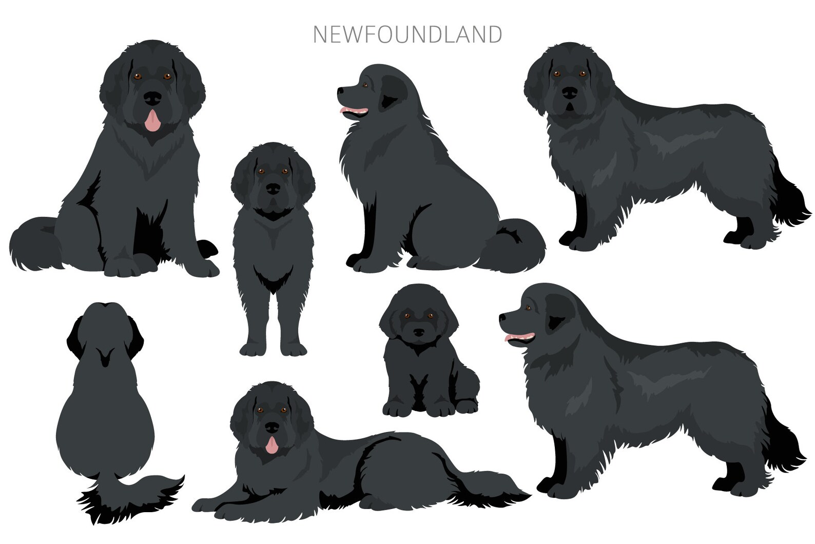 Newfoundland Clipart Bundle, Newfoundland Puppy Clipart, High Quality ...