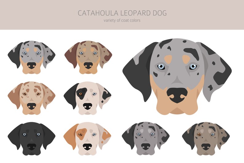 Catahoula Leopard Dog Clipart Bundle, Catahoula Puppy, Dog High Quality ...