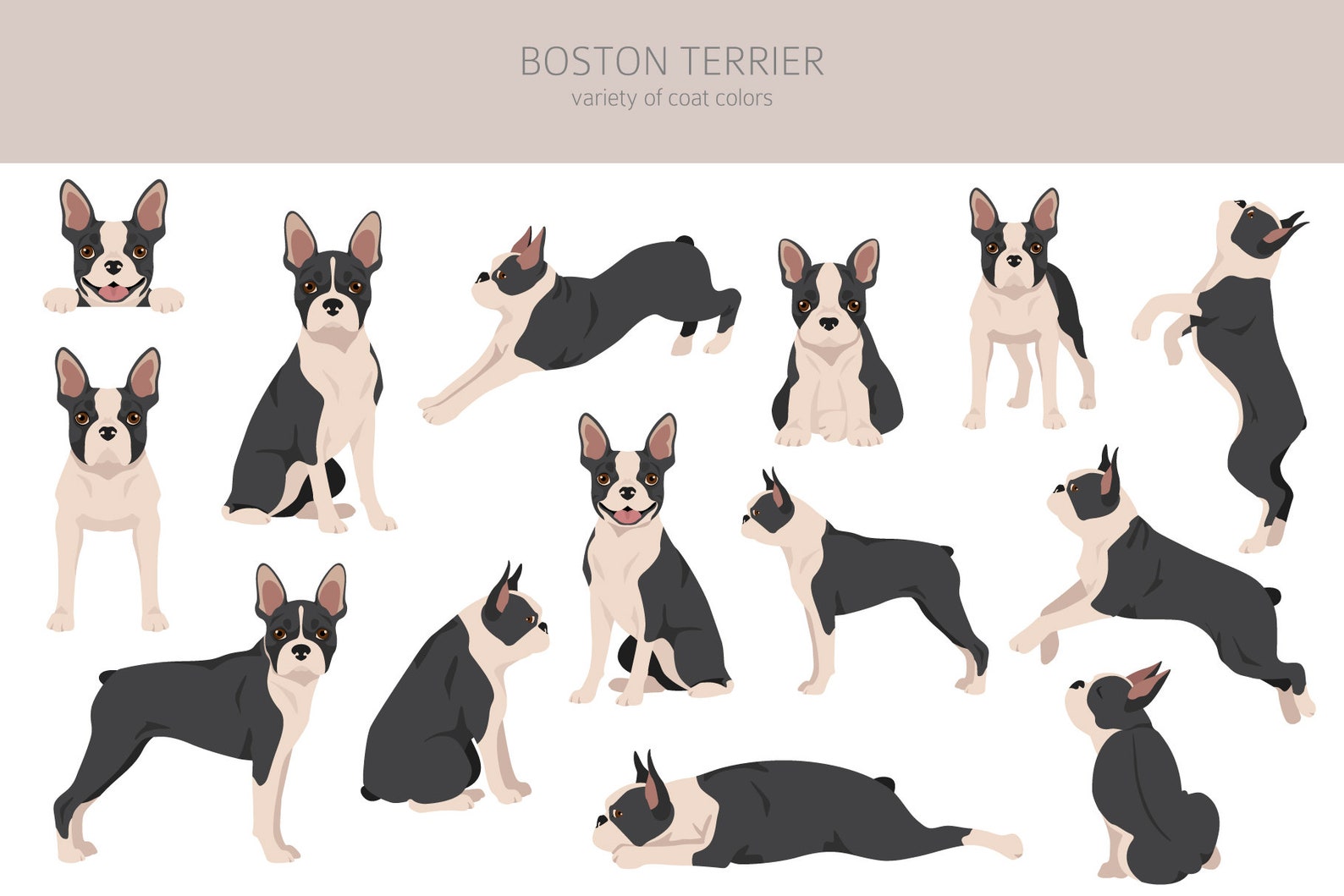 Boston Terrier Clipart Bundle, Boston Terrier Puppy Clipart, Dog High ...