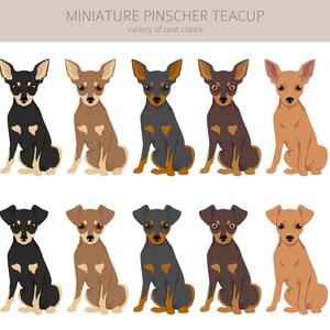 Teacup Miniature Pinscher Clipart Bundle, Puppy Clipart, High Quality ...