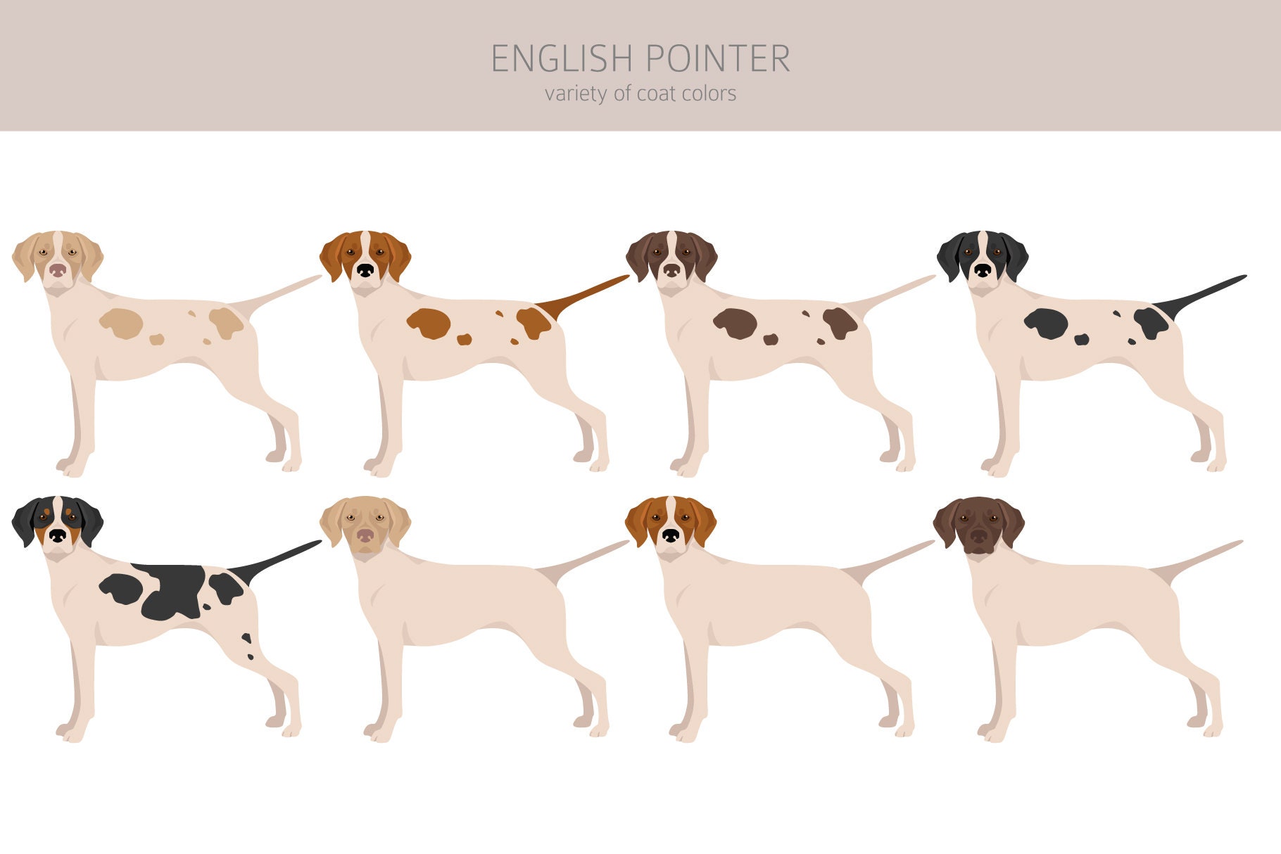 English Pointer Clipart Bundle, Pointer Puppy Clipart, High Quality PNG ...