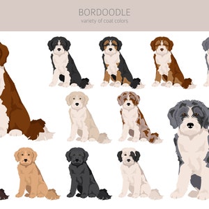 Border Collie Poodle Mix Clipart Bundle, Bordoodle Puppies Clipart ...
