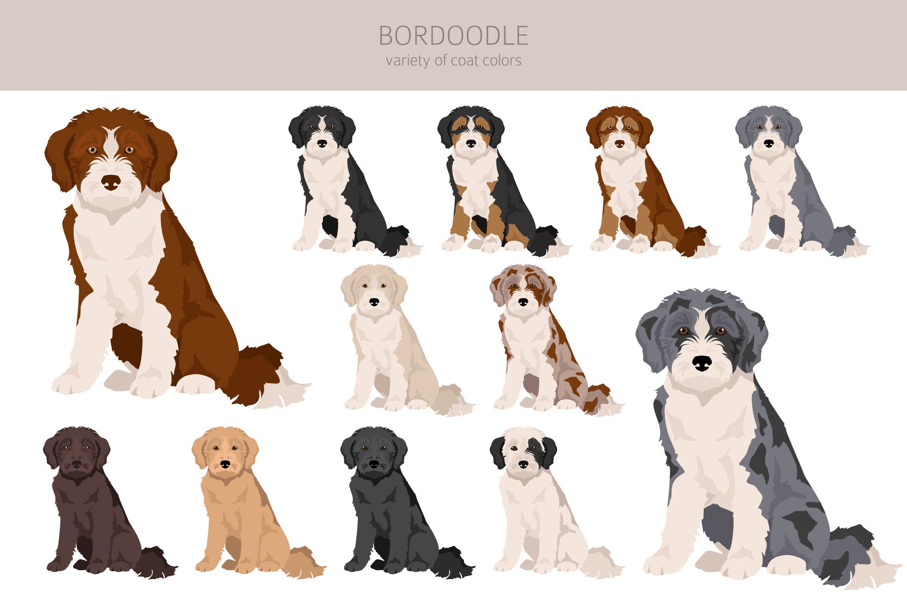Border Collie Poodle Mix Clipart Bundle, Bordoodle Puppies Clipart ...