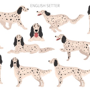 English Setter Clipart Bundle, Setter Puppy Clipart, High Quality PNG ...