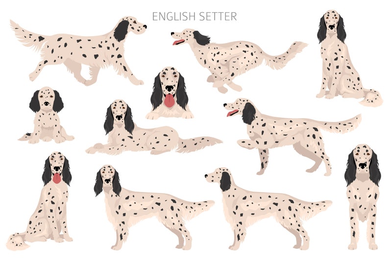 English Setter Clipart Bundle, Setter Puppy Clipart, High Quality PNG ...