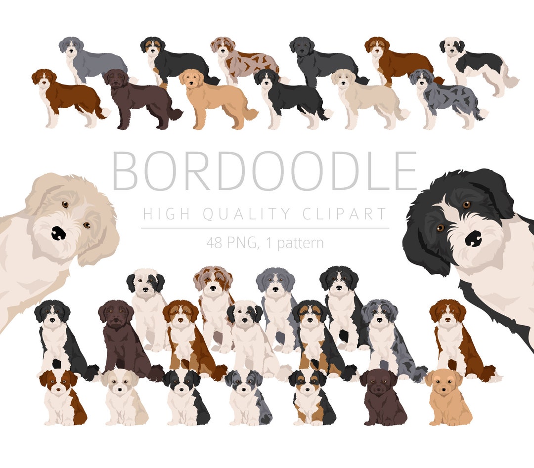 Border Collie Poodle Mix Clipart Bundle, Bordoodle Puppies Clipart ...