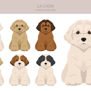 Lhasa Apso Bichon Frise Mix Clipart Bundle, La-chon Puppies Clipart ...
