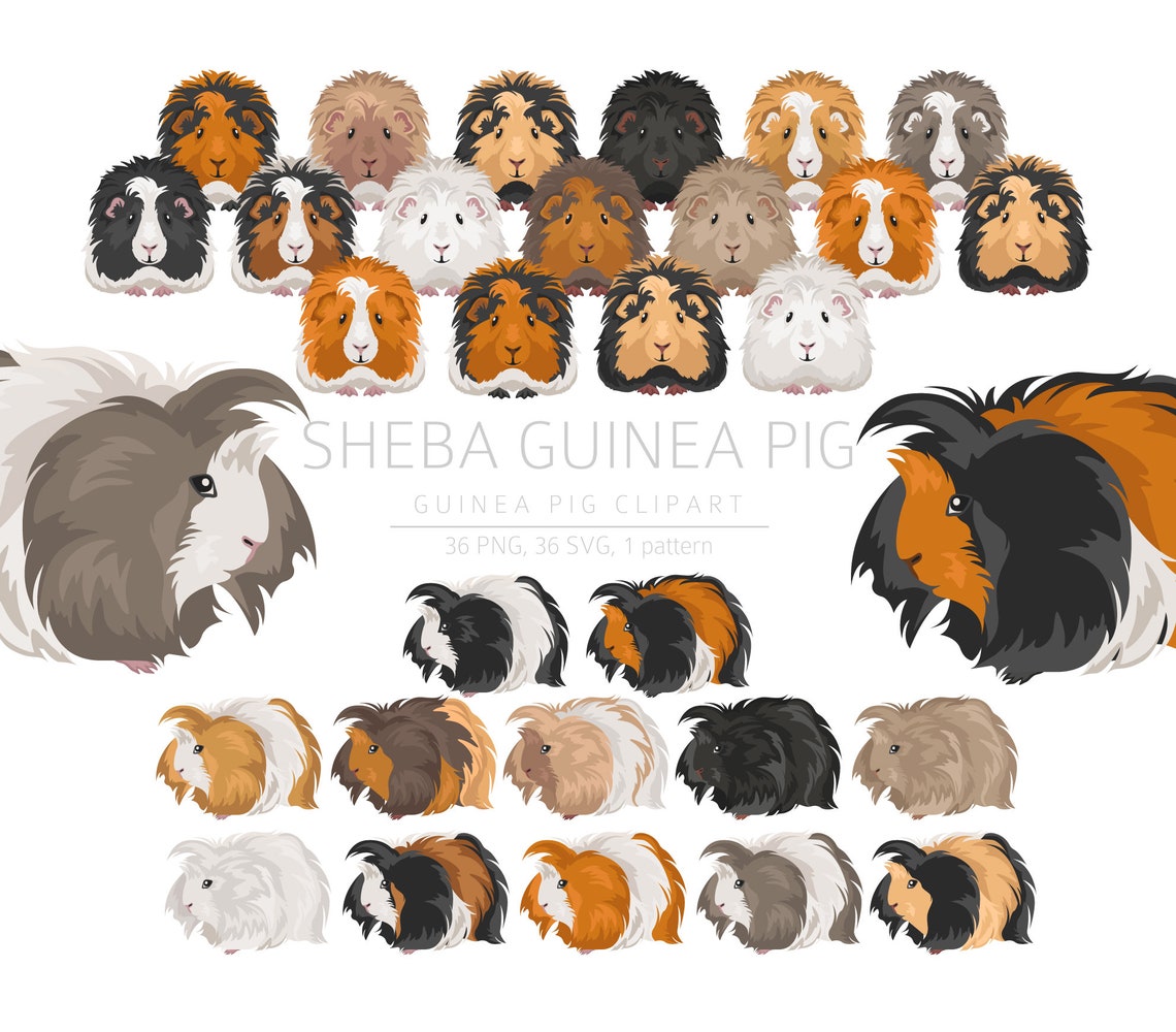 Sheba Guinea Pig Pet Clipart for Commercial Use. Mini Yak Cavy Custom ...
