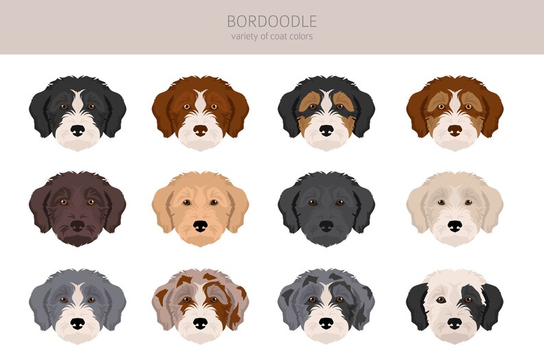 Border Collie Poodle Mix Clipart Bundle, Bordoodle Puppies Clipart ...