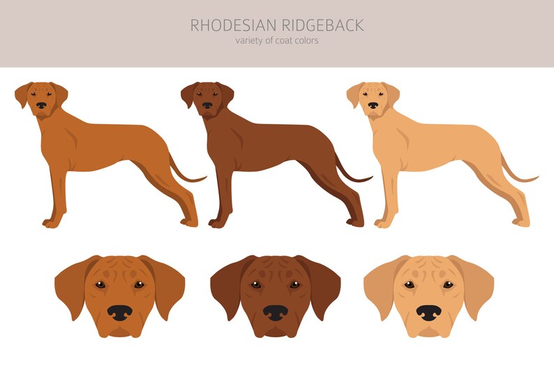 Rhodesian Ridgeback Clipart Bundle, Puppy Clipart, High Quality PNG ...