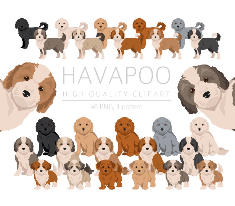 Havanese Poodle Mix Clipart Bundle, Havapoo Puppy Clipart, Designer Dog ...
