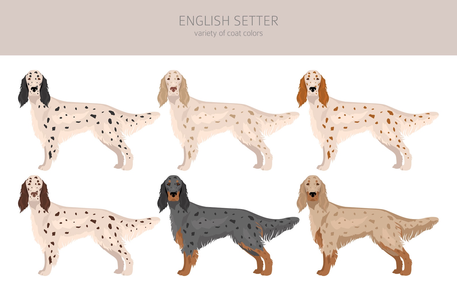 English Setter Clipart Bundle, Setter Puppy Clipart, High Quality PNG ...