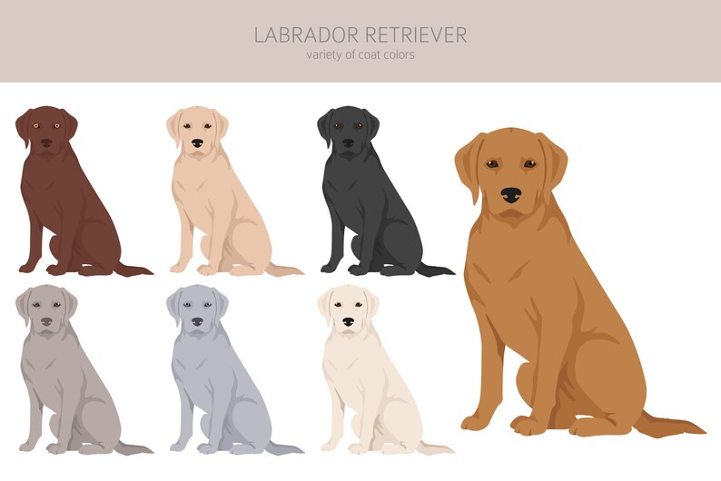 Labrador Retriever Clipart Bundle, Labrador Clipart, Dogs High Quality ...