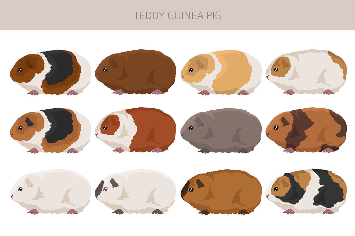Teddy Guinea Pig Pet Clipart for Commercial Use. Teddy Pig Custom Coat ...