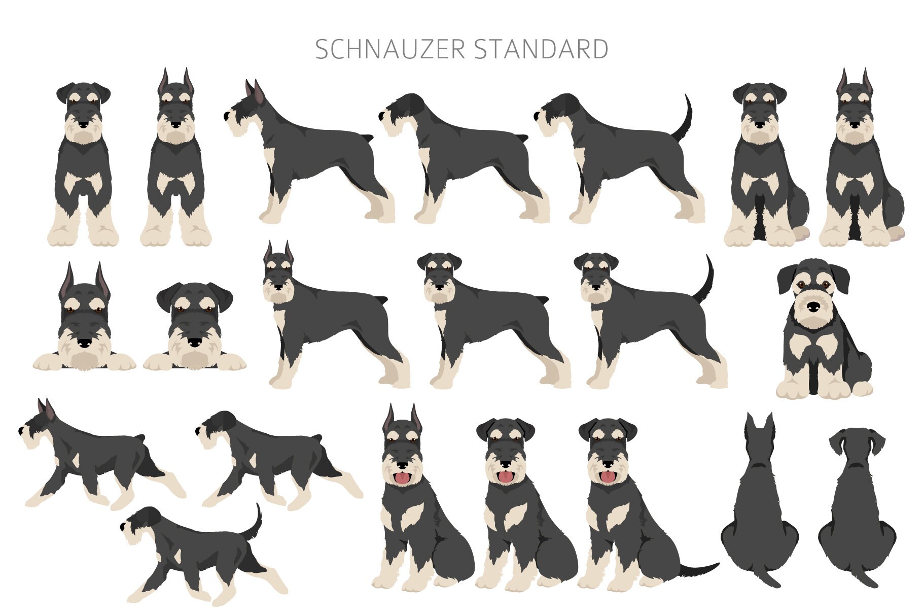 Standard Schnauzer Clipart Bundle, Schnauzer Puppy Clipart, High ...