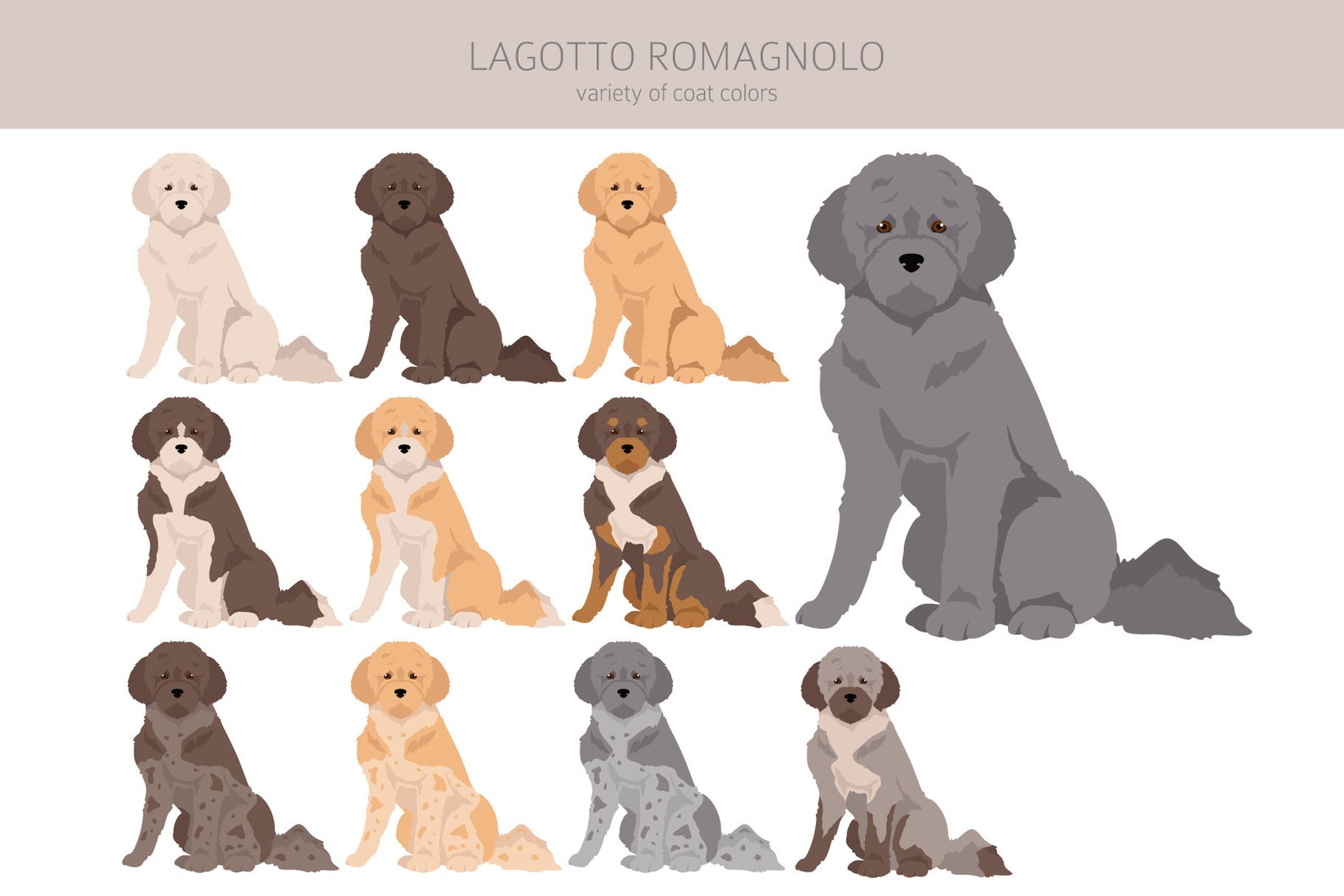 Lagotto Romagnolo Clipart Bundle, Puppy Clipart, High Quality PNG, Gift ...