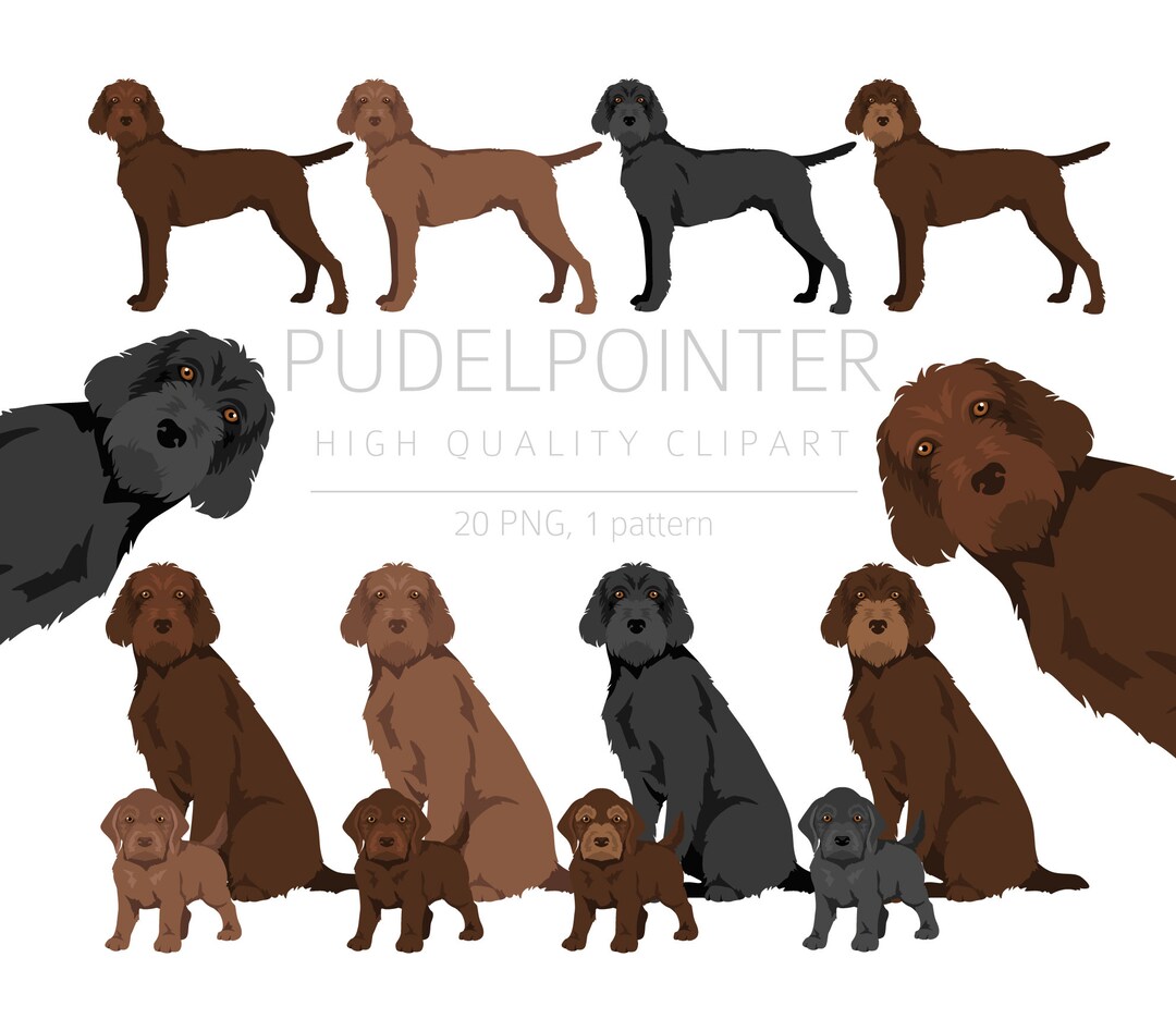 Pudelpointer Clipart Bundle, Poodle Pointer Puppy Clipart, High Quality PNG, Gift Dogs Mom and ...