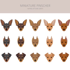 Miniature Pinscher Clipart Bundle, Miniature Pinscher Puppy Clipart ...